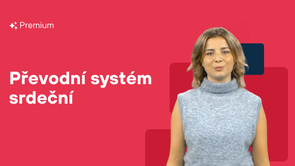 ANATOMIE - Převodní systém srdeční - Po medině