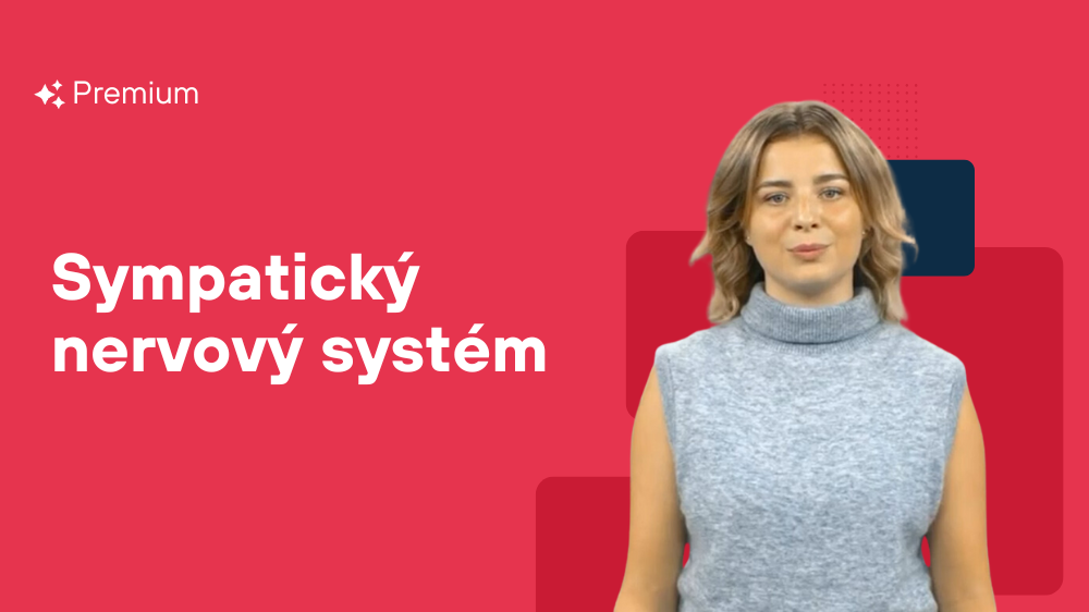 ANATOMIE - Sympatický nervový systém - Po medině
